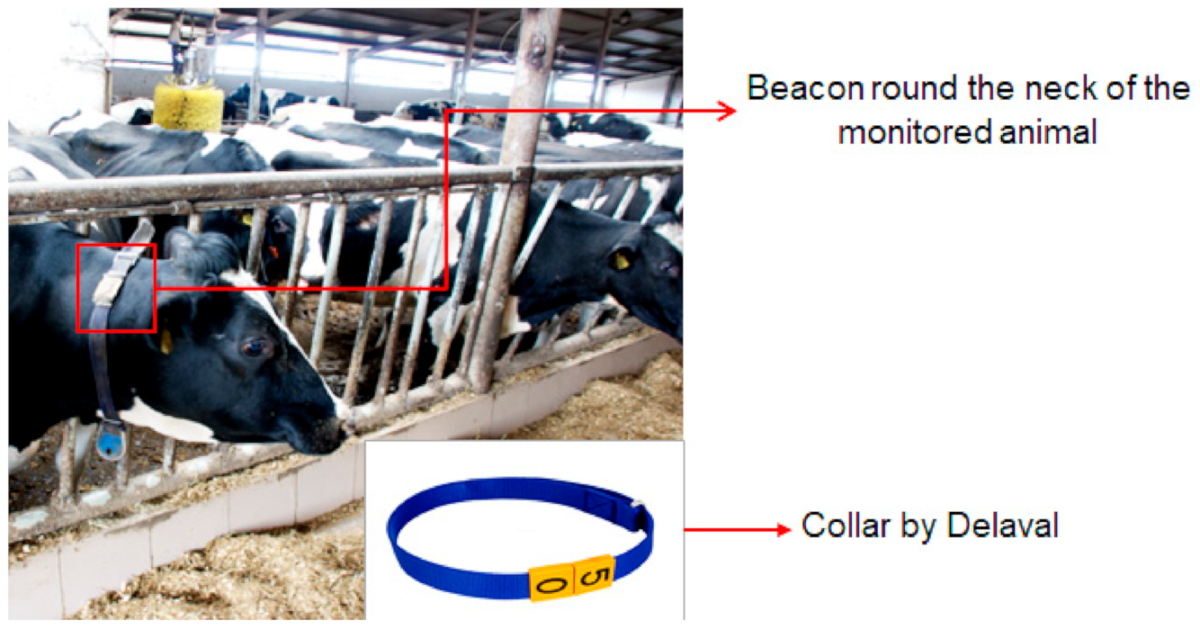 Identifying Dairy Cattle Activity and Behaviour Using Beacons ...
